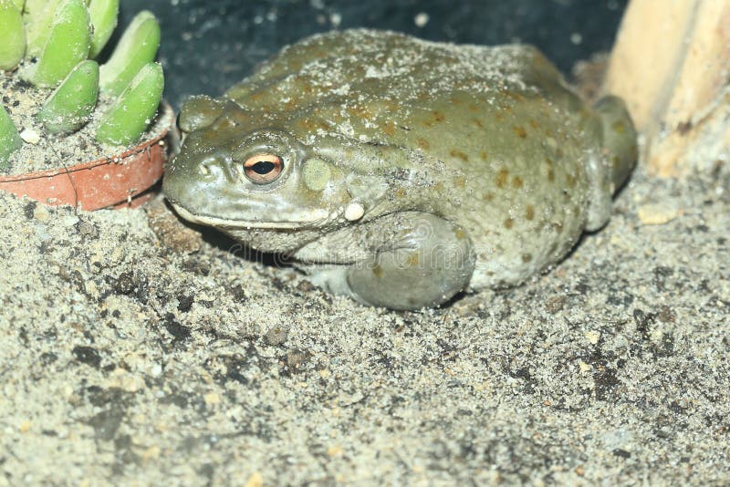 Colorado River Toad Stock Photos - Free & Royalty-Free Stock Photos ...