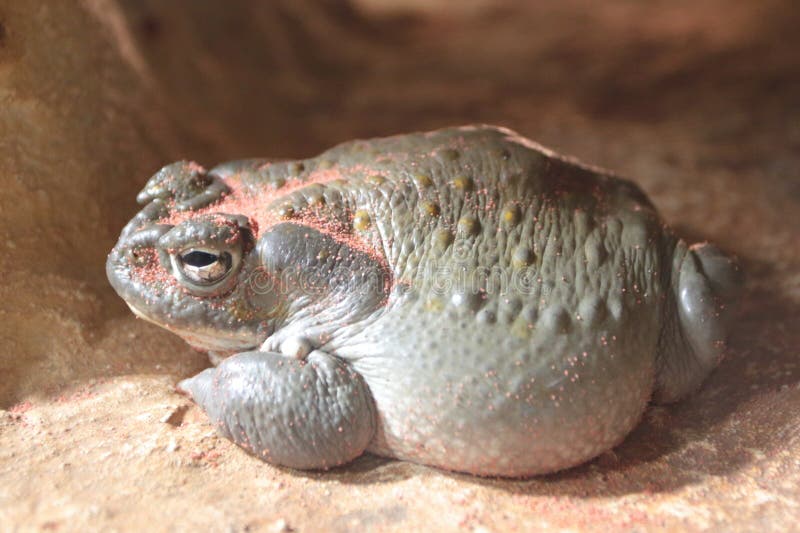 Colorado river toad stock photo. Image of soil, animal - 371218676
