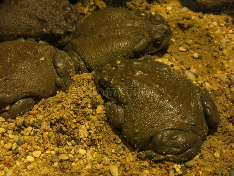 Group of toads stock photo. Image of sitting, creature - 34373116