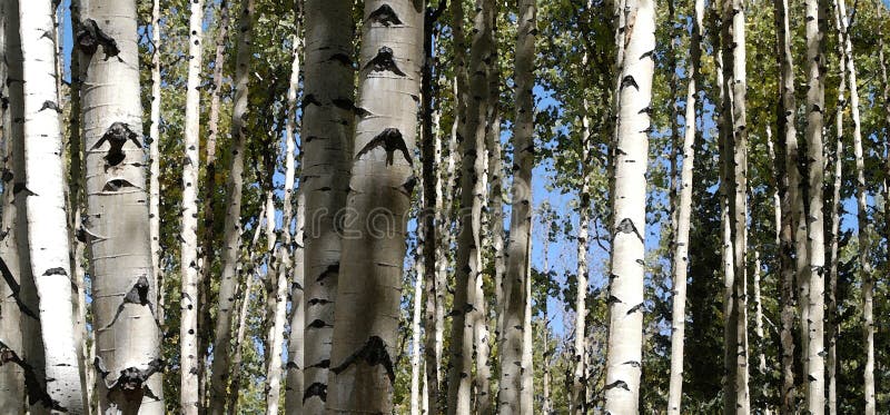 Colorado Spring Aspens stock image. Image of famous, stand - 50966227