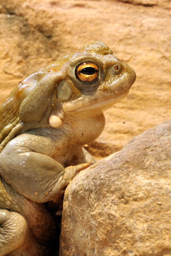Colorado Toad stock image. Image of head, frogs, eyes - 14486769