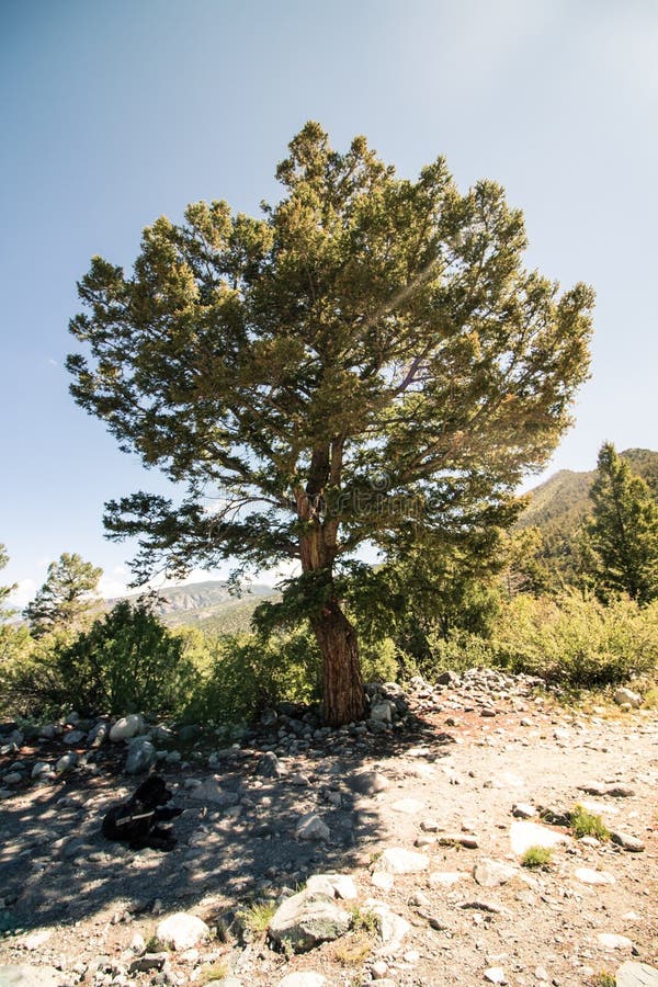 Colorado trees stock image. Image of colorado, adventure - 120445347