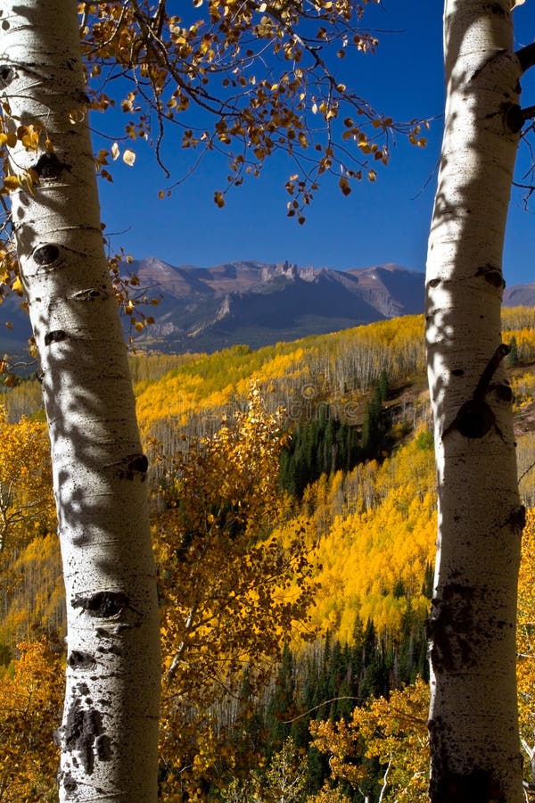 Colorado Vista de oro imagen de archivo. Imagen de follaje - 16609649