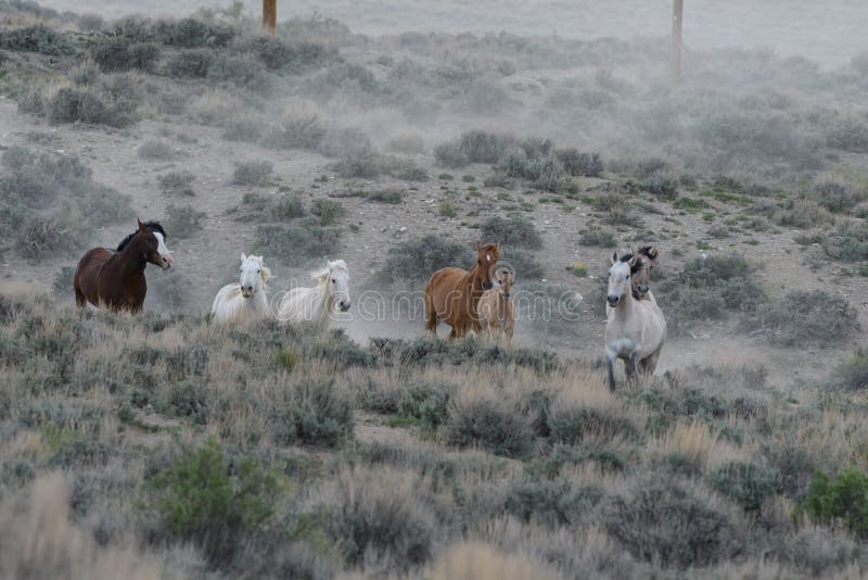 Wild Mustang Horses in Colorado Stock Image - Image of brumby, mare ...