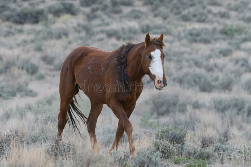 Wild Mustang Horses in Colorado Stock Photo - Image of animal, paint ...