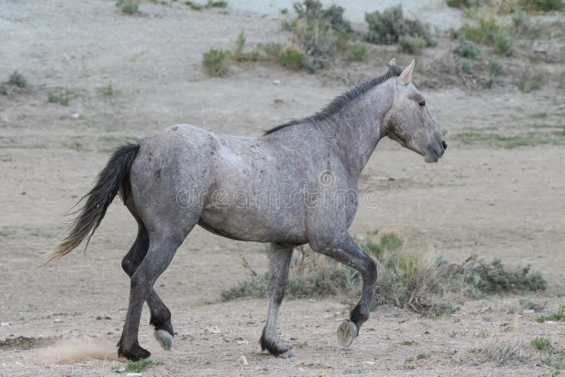 Wild Mustang Horses in Colorado Stock Photo - Image of feral, equine ...