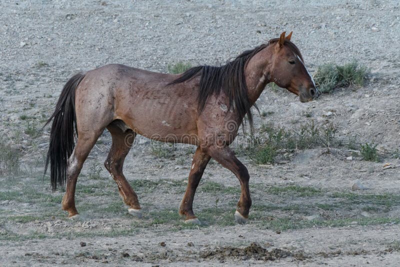 Wild Mustang Horses in Colorado Stock Photo - Image of harem, brumby ...