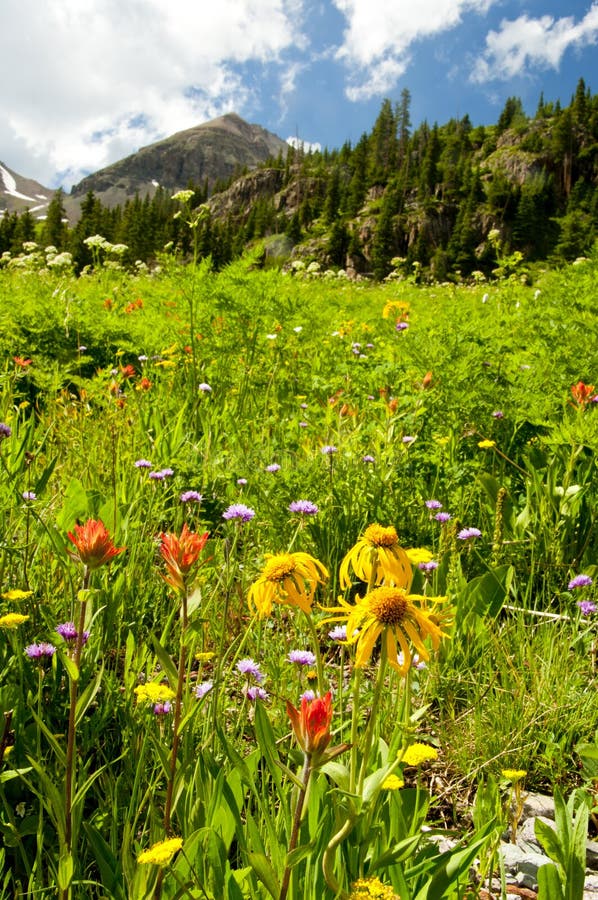Colorado Wildflowers stock photo. Image of lonely, environmental - 17096982
