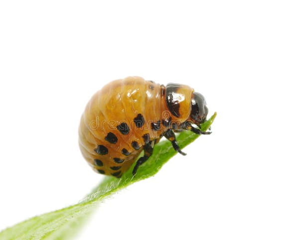 Coloradokever stock afbeelding. Image of klein, macro - 16481315