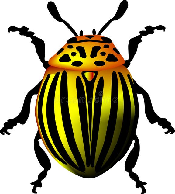 Coloradokever stock illustratie. Illustration of macro - 5400778