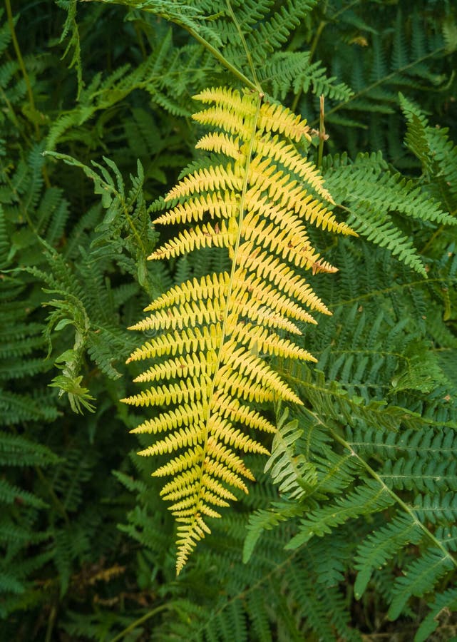 Fondo Crudo Del Modello Della Foresta Della Pianta Della Felce Aquilina ...