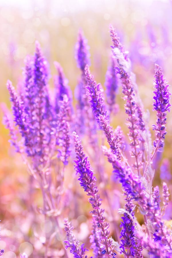 Colore Del Lillà Del Fiore Della Primavera Immagine Stock - Immagine di ...