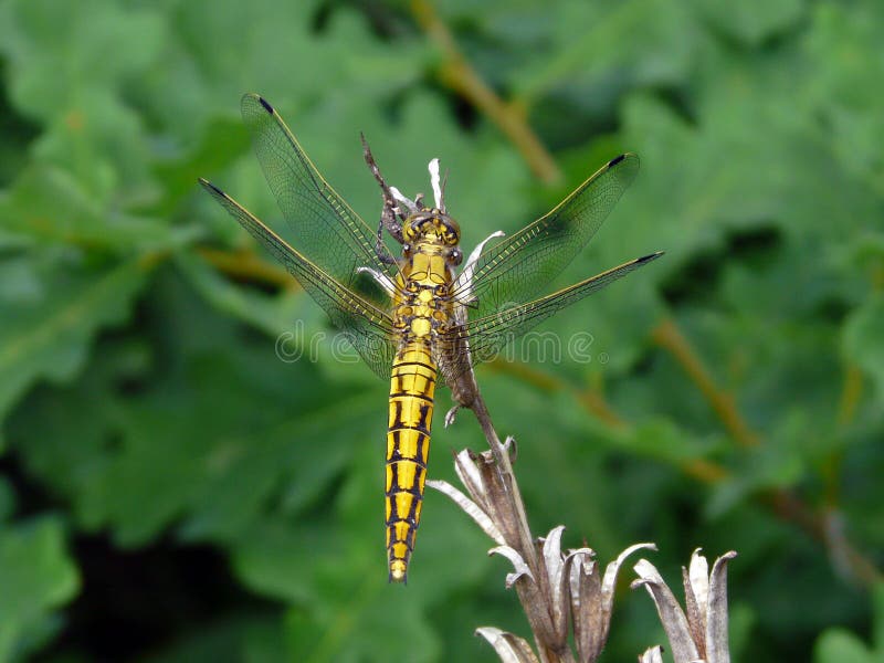 Colore Giallo Della Libellula Immagine Stock - Immagine di testa ...