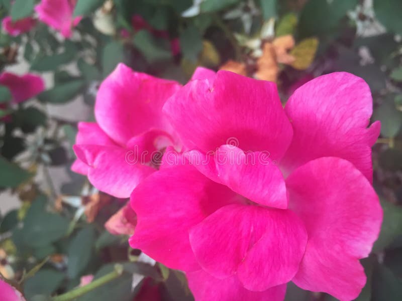 Rosa Di Rosa Caldo in Fioritura Fotografia Stock - Immagine di fucsia ...