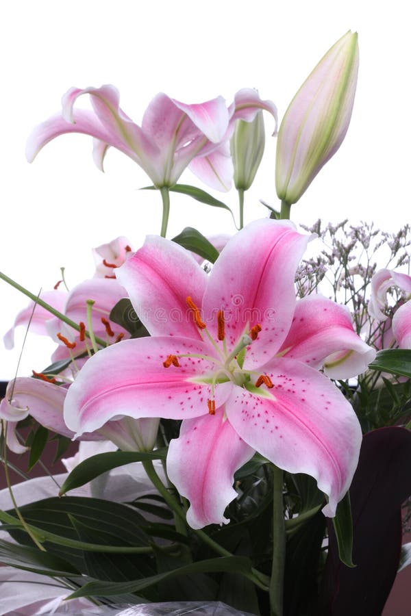 Colore rosa lilly fotografia stock. Immagine di rosa, possa - 5824718