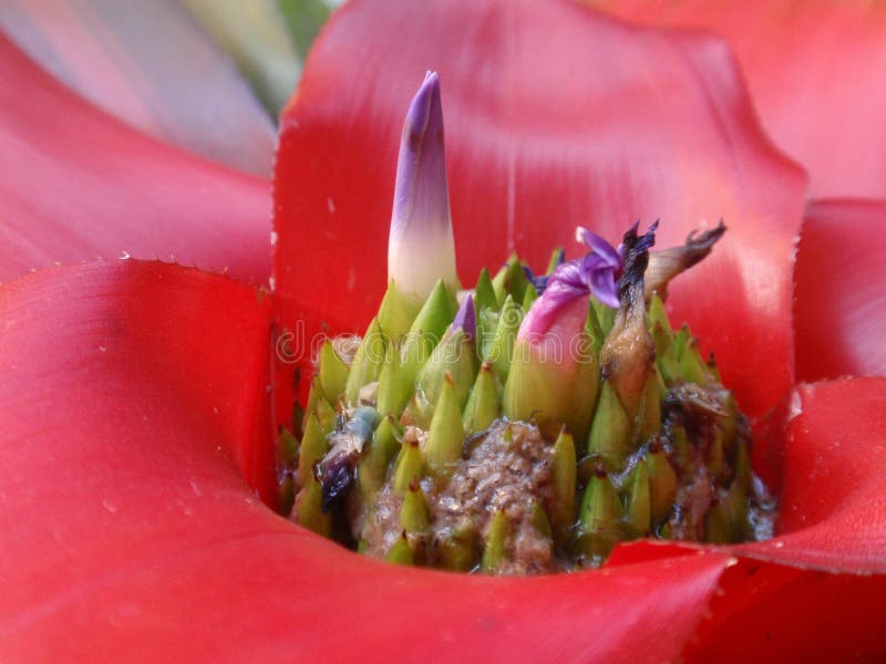 Colore rosso e porpora fotografia stock. Immagine di germogli - 15297674