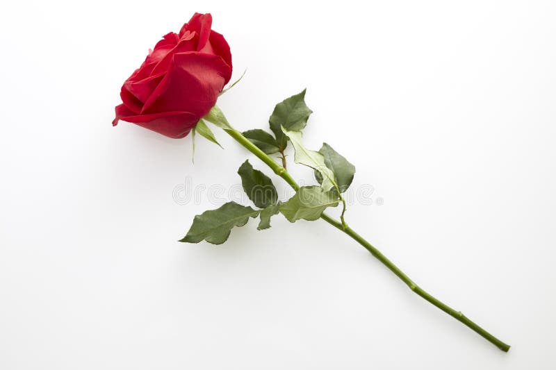 Colore Rosso Lungo Rosa Del Gambo Fotografia Stock - Immagine di verde ...