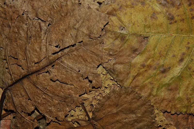Colored Abstract Dried Leaves Textures Closeup Stock Photo - Image of ...