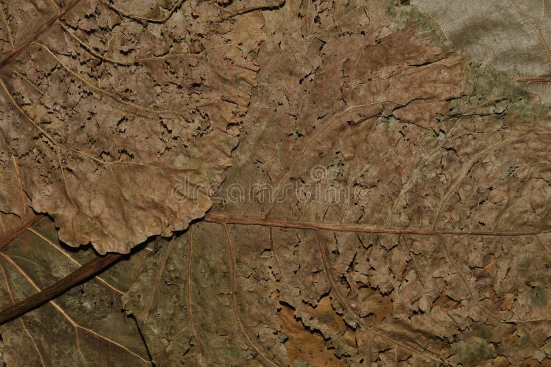 Colored Abstract Dried Leaves Textures Closeup Stock Photo - Image of ...