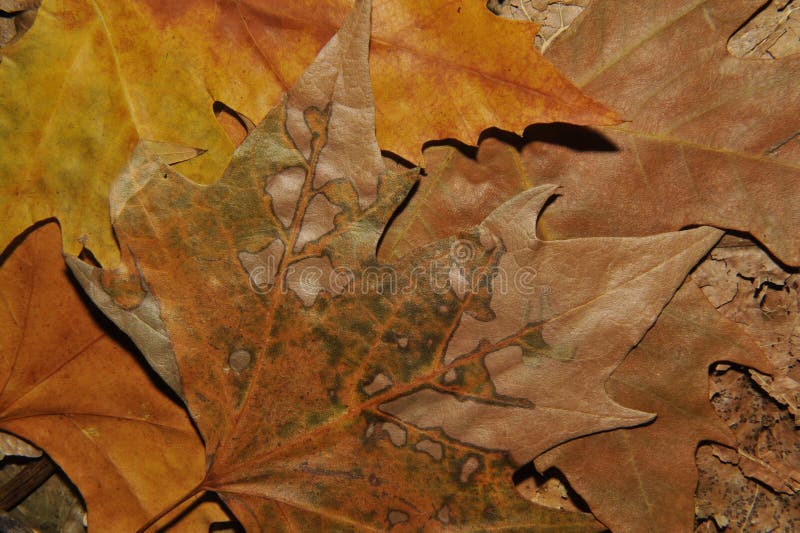 Colored Abstract Dried Leaves Textures Closeup Stock Photo - Image of ...