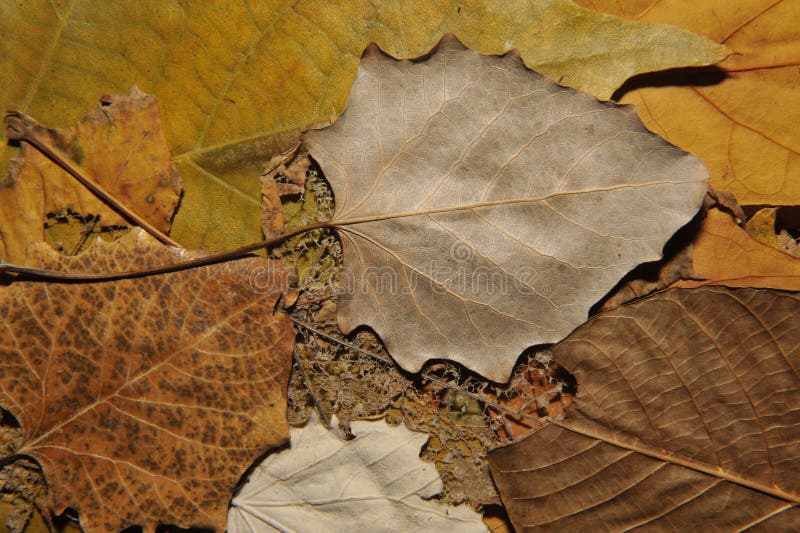 Colored Abstract Dried Leaves Textures Closeup Stock Photo - Image of ...