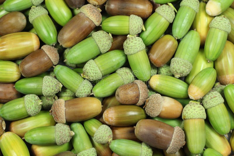 Colored acorns stock image. Image of seeds, plants, trees - 33457411