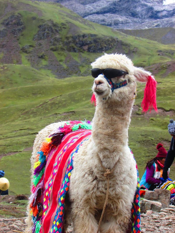 Colored Alpaca in the Mountains, Cusco, Peru Stock Photo - Image of ...