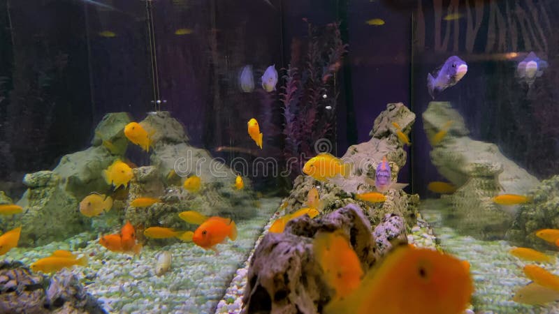 Colored Aquarium Fish in the Tank Stock Footage - Video of ocean ...