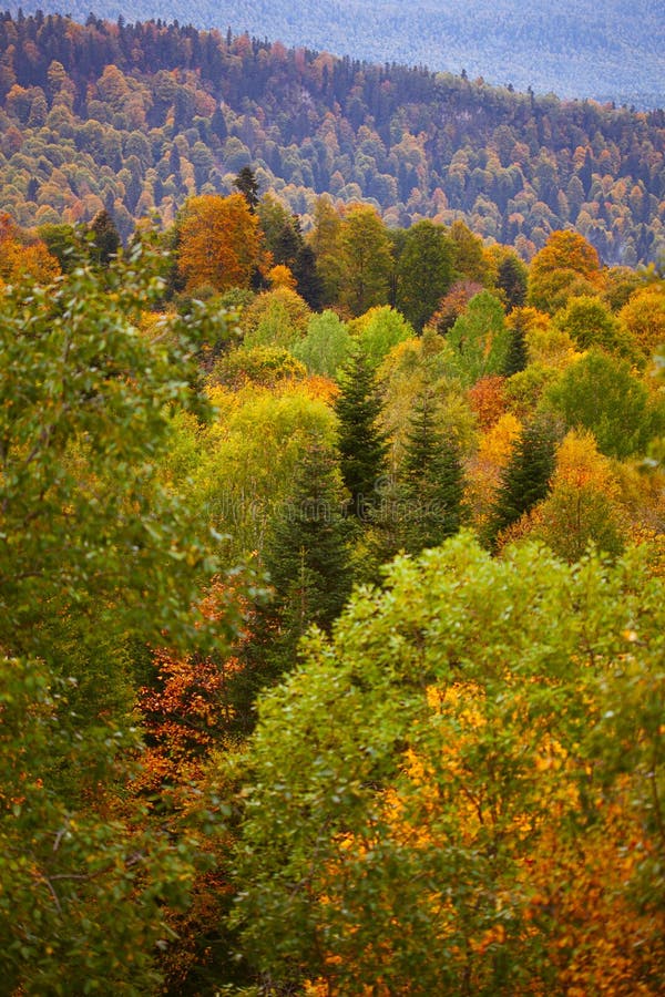 Colored autumn forest stock image. Image of colorful - 34124031