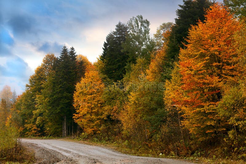 Colored autumn forest stock image. Image of forest, environment - 34124359
