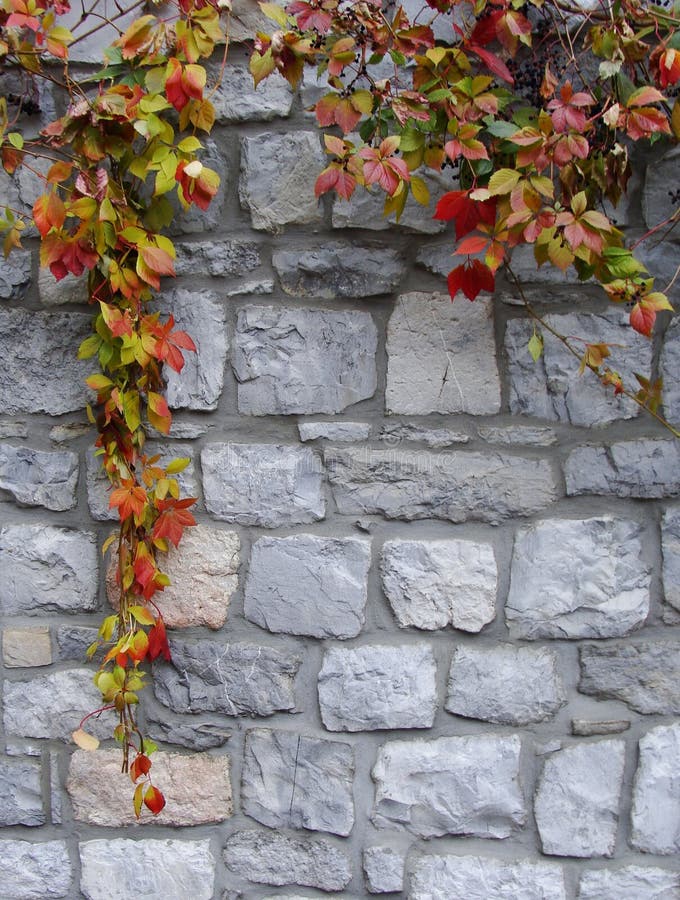 Colored Autumn Ivy in Front of a Stone Wall Stock Image - Image of ...