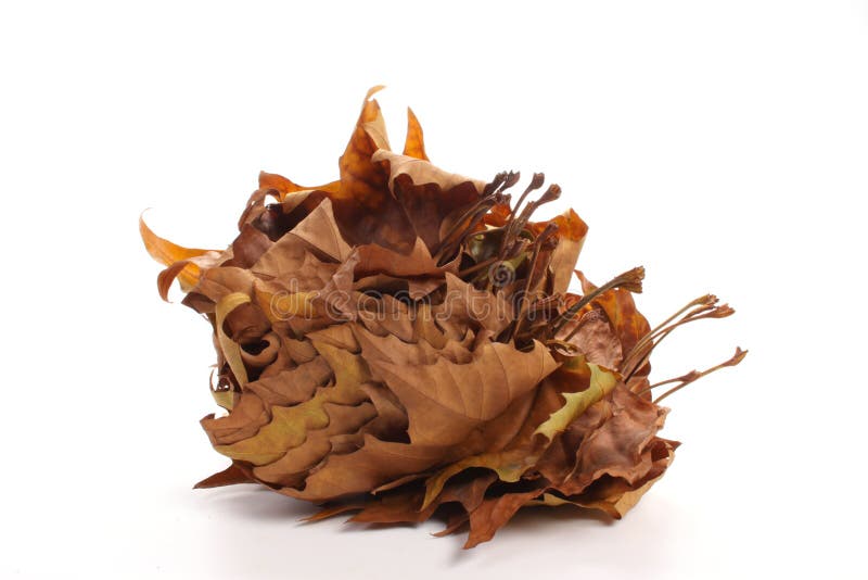 Levef Stock Photos - Free & Royalty-Free Stock Photos from Dreamstime