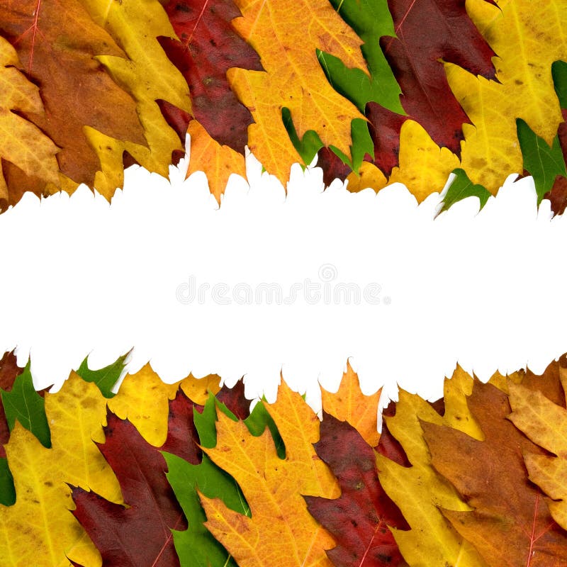 Colored Autumn Leaves Border Stock Photo - Image of decoration, maple ...