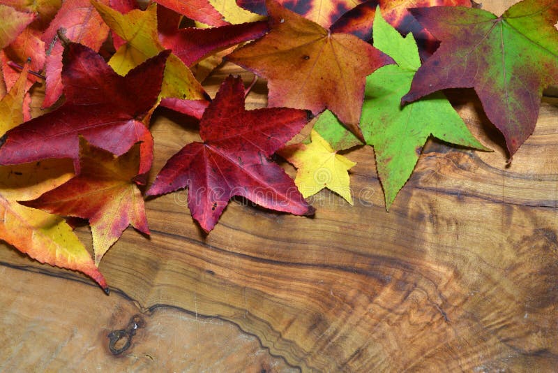 Colored Autumn Leaves of Maple Tree on Olive Wood Background Stock ...