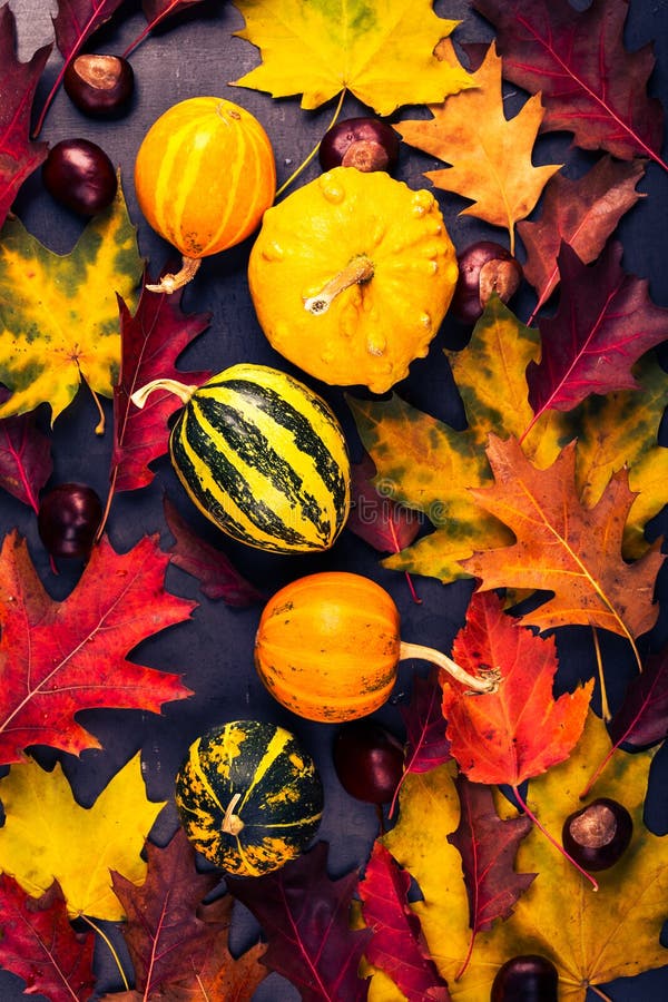 Colored Autumn Leaves and Miniature Pumpkins on a Gray Board, Fa Stock ...