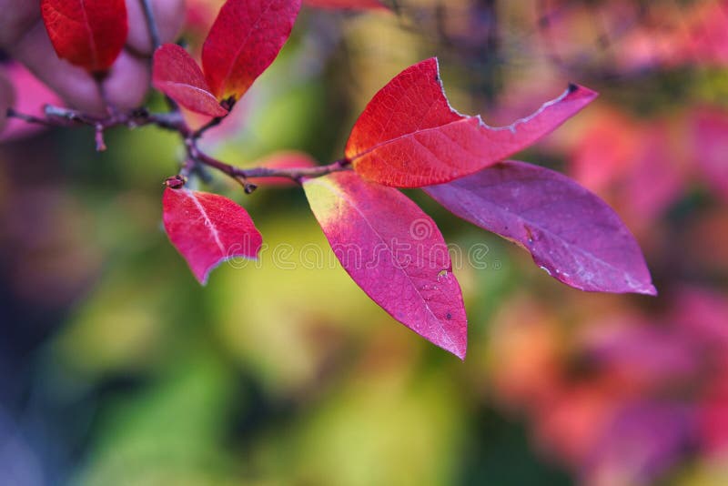 Colored Autumn Leaves on a Pointer in Red. Autumn Leaves in the Park ...