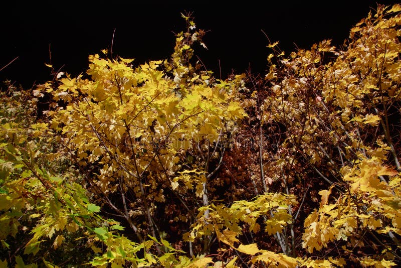 Colored and Autumn Tree Leaves at Night Stock Photo - Image of object ...