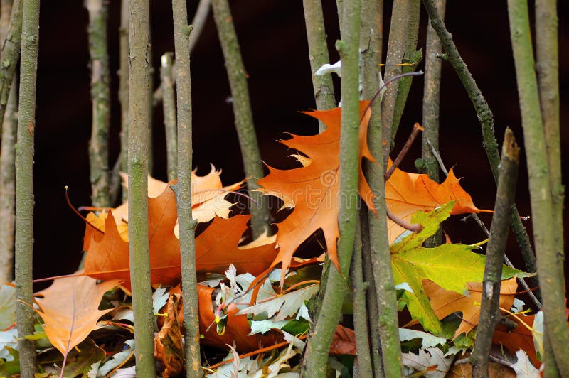 Colored Autumn Trees stock photo. Image of herb, nature - 256807988