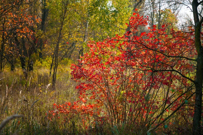 Colored Autumn Trees stock photo. Image of kiev, light - 256808020