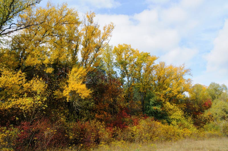 Colored Autumn Trees stock photo. Image of scenery, poaceae - 256808056