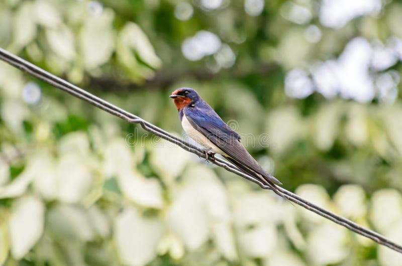 Colored the Barn Swallow Hirundo Rustica Bird, Close Up Stock Photo ...