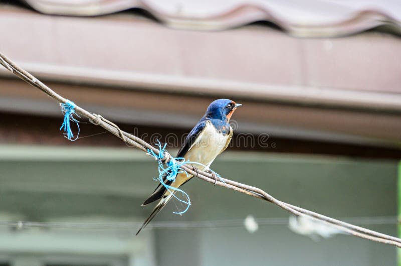 Colored the Barn Swallow Hirundo Rustica Bird, Close Up Stock Photo ...