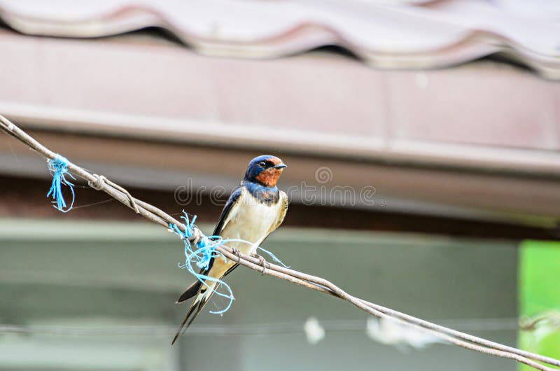 Colored the Barn Swallow Hirundo Rustica Bird, Close Up Stock Image ...