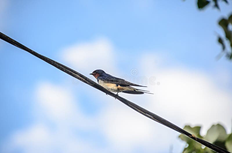 Colored the Barn Swallow Hirundo Rustica Bird, Close Up Stock Photo ...