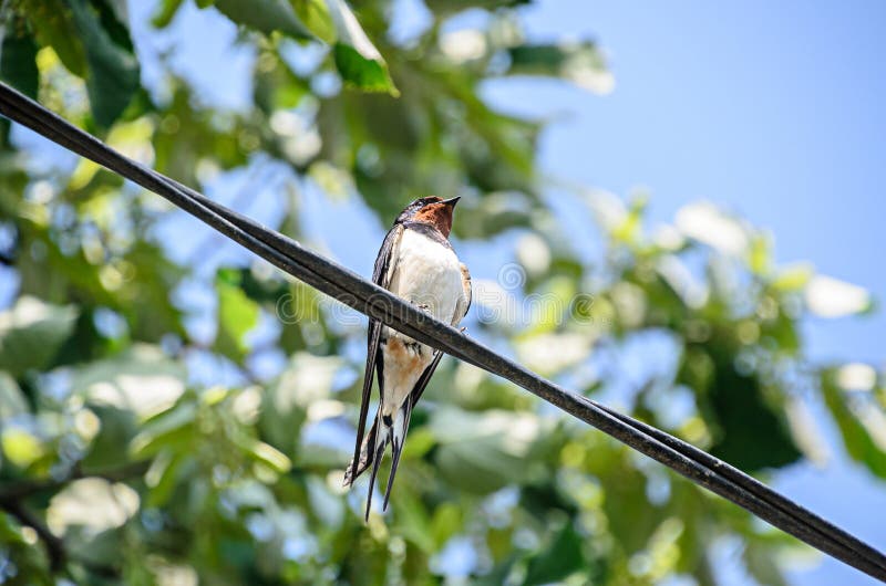 Colored the Barn Swallow Hirundo Rustica Bird, Close Up Stock Image ...
