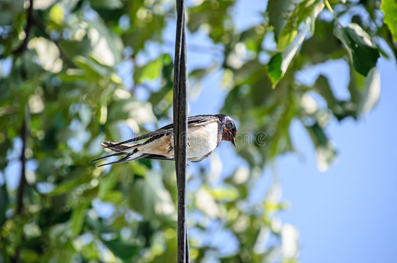 Colored the Barn Swallow Hirundo Rustica Bird, Close Up Stock Photo ...