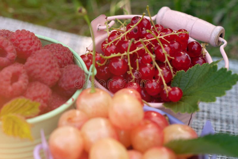 Colored Baskets Overflowing With Summer Mixed Berries Like Raspberries