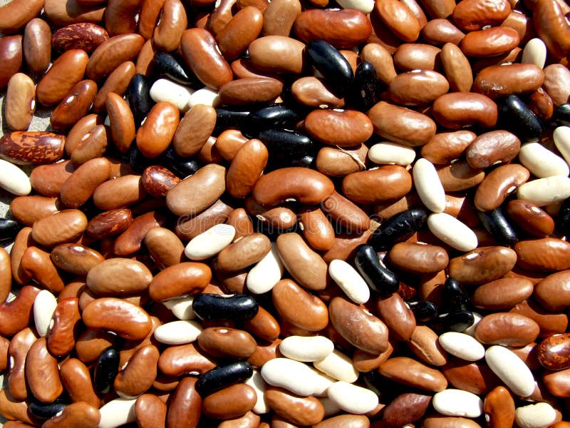 Colored bean stock image. Image of agriculture, vegetable - 16246645