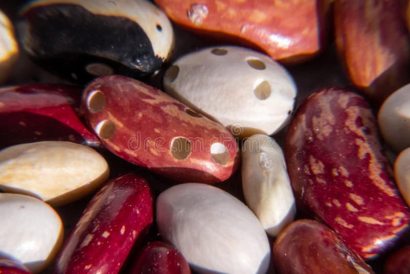 Colored Beans Eaten by a Bean Weevil during Storage Stock Image - Image ...