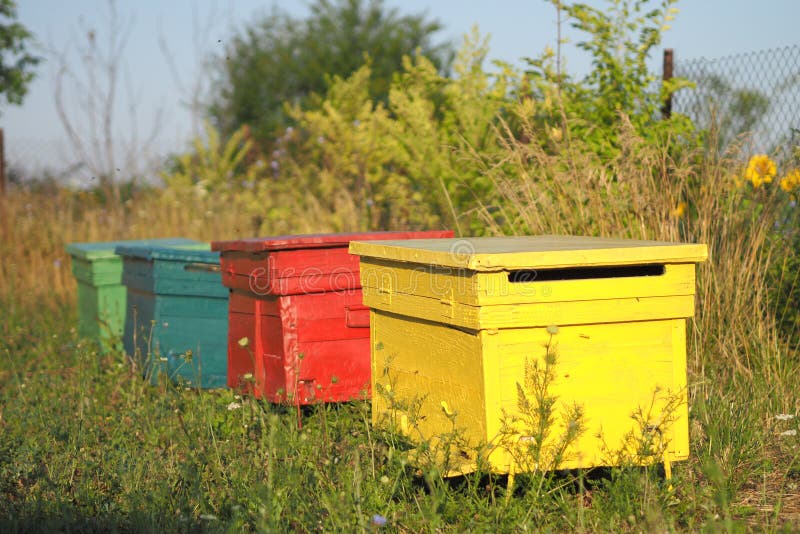 Colored bee hive stock photo. Image of white, oleaceae - 57953008